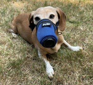 We Tested the K9 Mask for Dogs, and Here’s How It Went - Dogs Experts