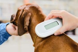 Apple AirTags for Dogs: Is It Worth It? Pros & Cons