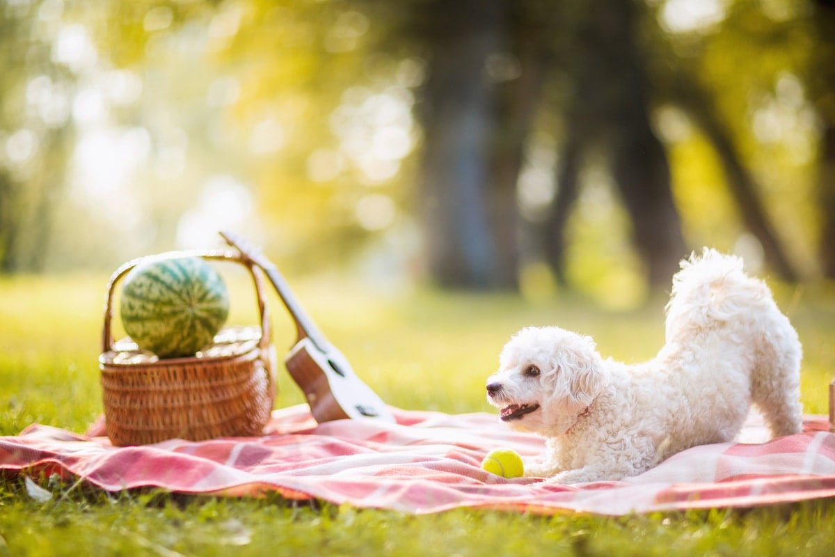 Dog-Friendly Picnics | Tips for Eating Al Fresco With a Pup