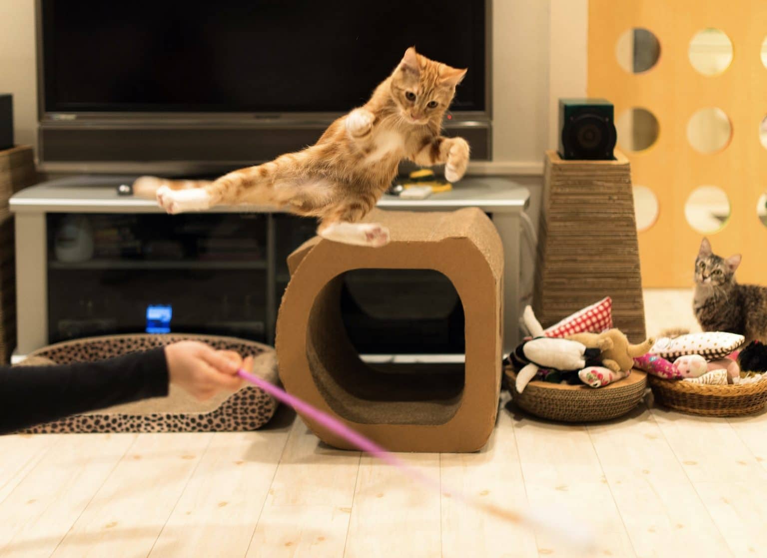 Righting Reflex: Exploring the Claim That Cats Always Land on Their Feet