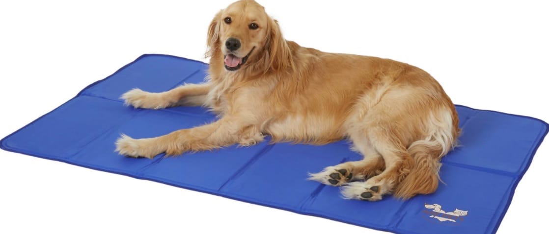 Dog-Friendly Picnics | Everything You Need To Eat Al Fresco With a Pup