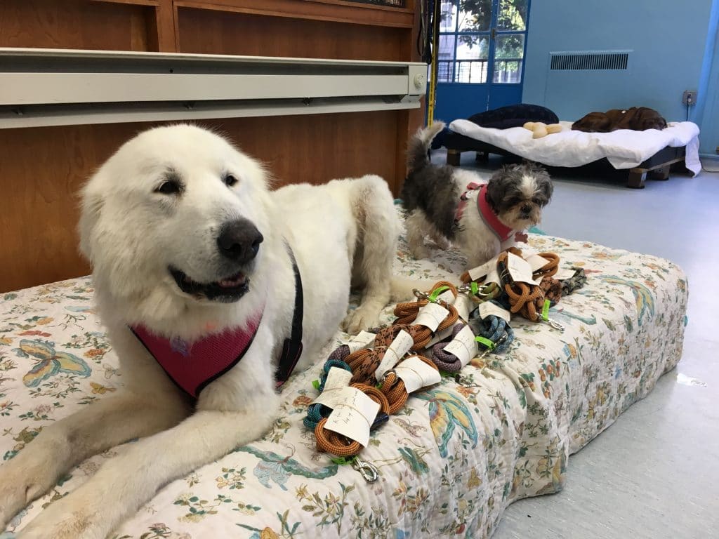 Rock Climber Makes Leashes That Give Rescue Dogs, and Used Climbing ...