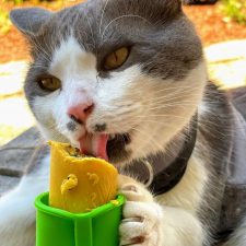Push-Up Pumpkin Cat Treats: A Recipe for Fall-Loving Adventure Cats