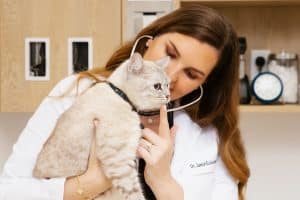 Small Door Veterinary: The Practice That's Changing the Face of Pet Care