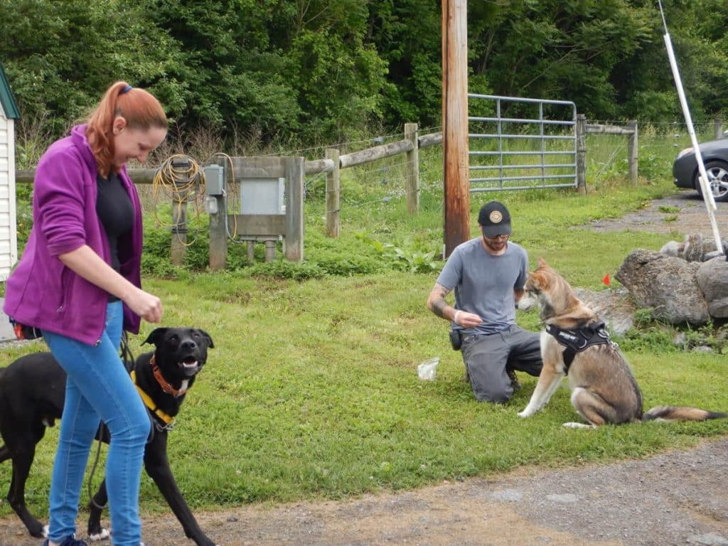 Is Fear Free the Secret to Happier, Healthier Pets?