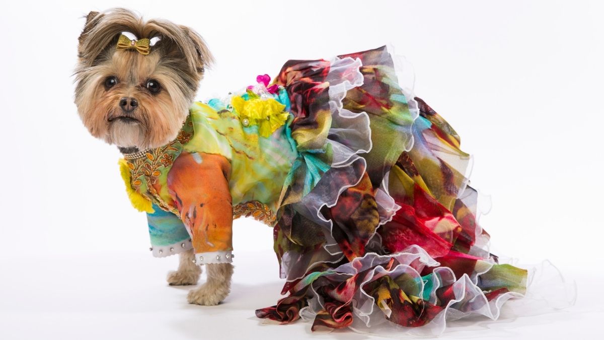 With Eye-Popping Custom Canine Couture, High Fashion Has Gone to the ...