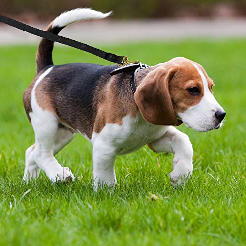 Leashes for Big Dogs | The 17 Best Leashes To Walk Your Lovable Giant