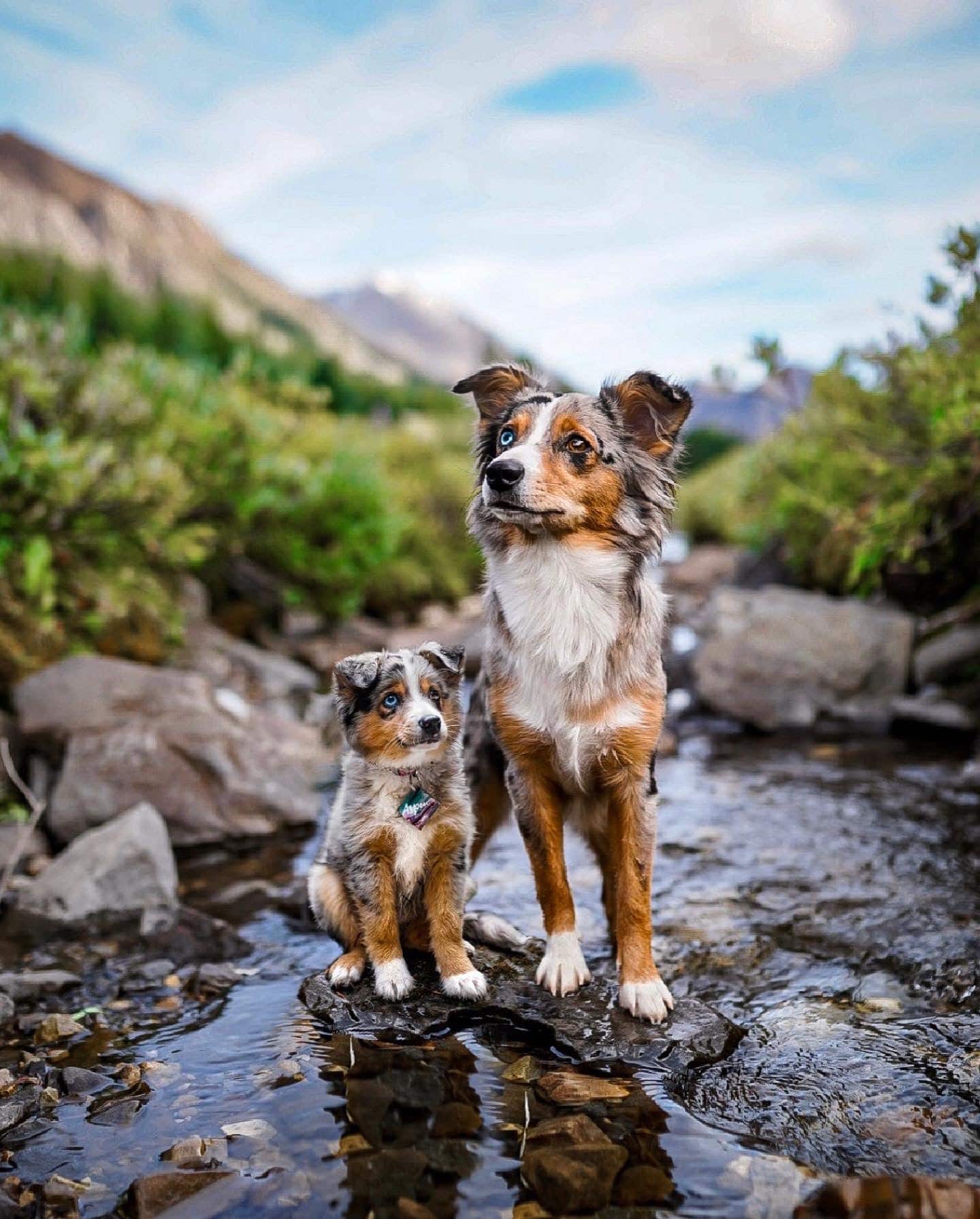 Designer Creates Amazing Photos of Adult Dogs With Their Puppy Selves