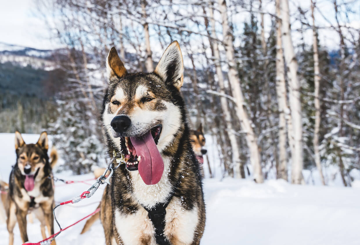 Alaskan Husky: Dog Breed Facts & Information