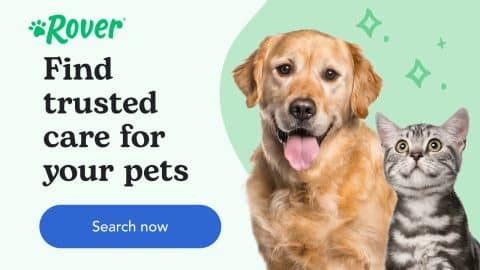 How to Become a Dog Walker on Rover | The Dog People by Rover.com