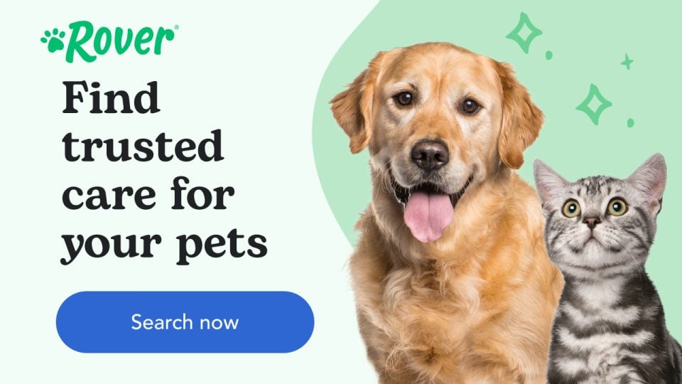 How Many Dog Breeds Are There in the World?