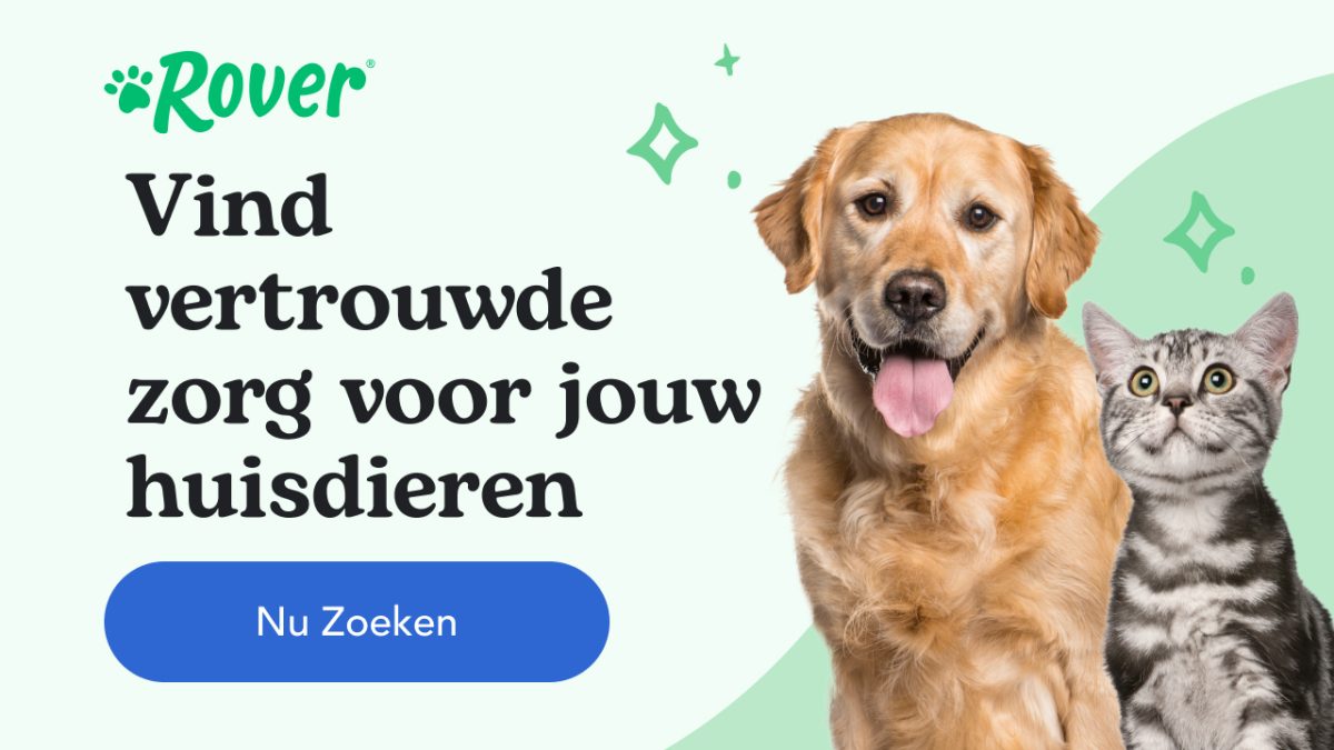 Zo kom je in 4 stappen af van vlooien in huis (en zorg je dat ze niet ...
