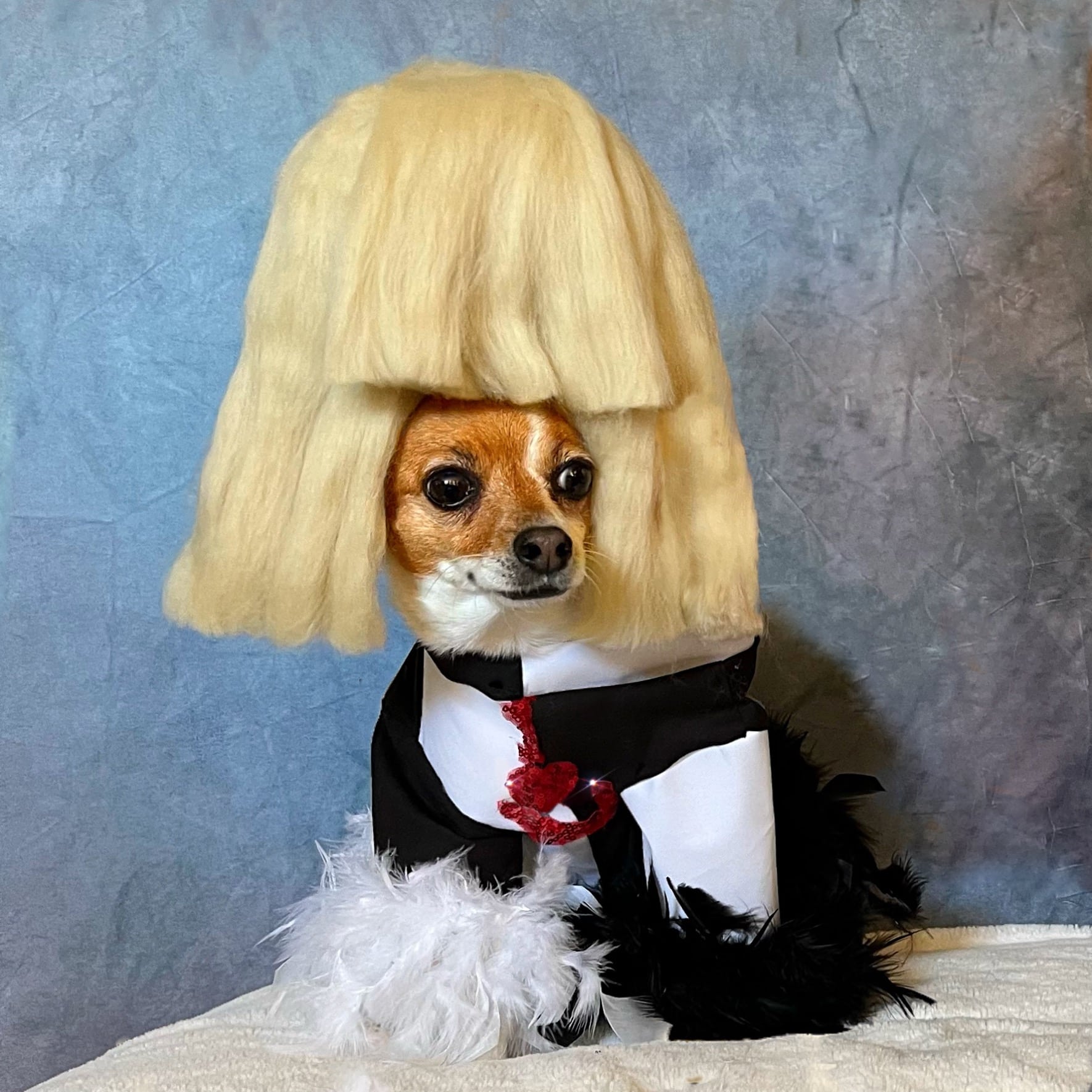 Doggie Drag Queen Rocks Costumes Inspired by 'RuPaul's Drag Race'