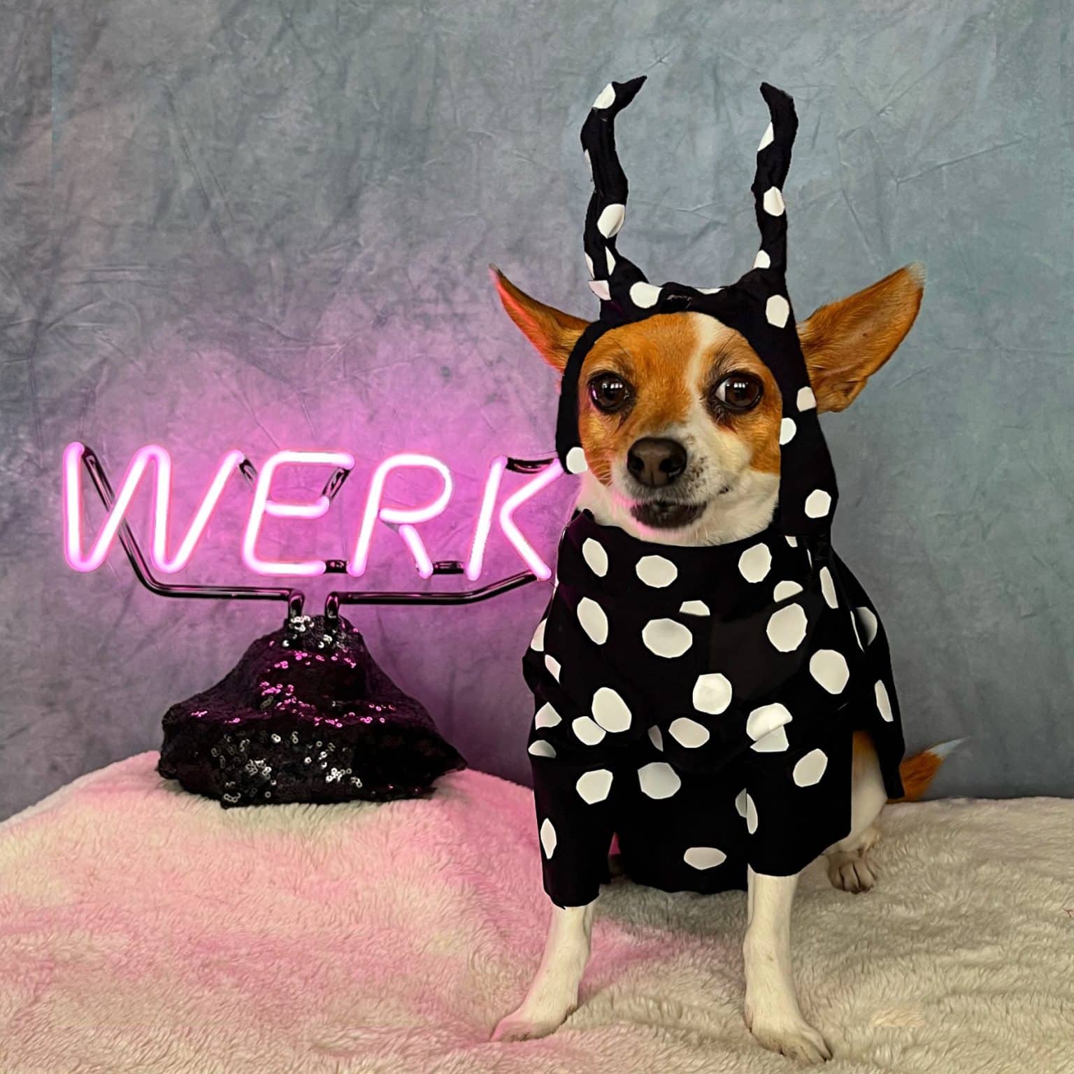 Doggie Drag Queen Rocks Costumes Inspired by 'RuPaul's Drag Race'