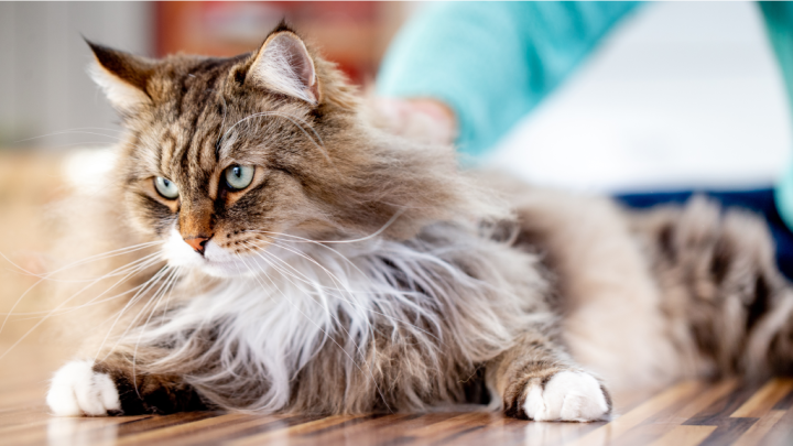 Most Popular Cat Breeds in Canada