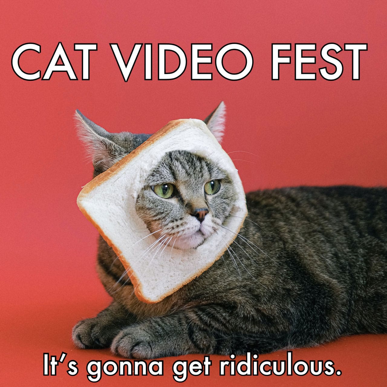 CatVideoFest Features Funny Feline-Focused Films to Help Kitties in Need