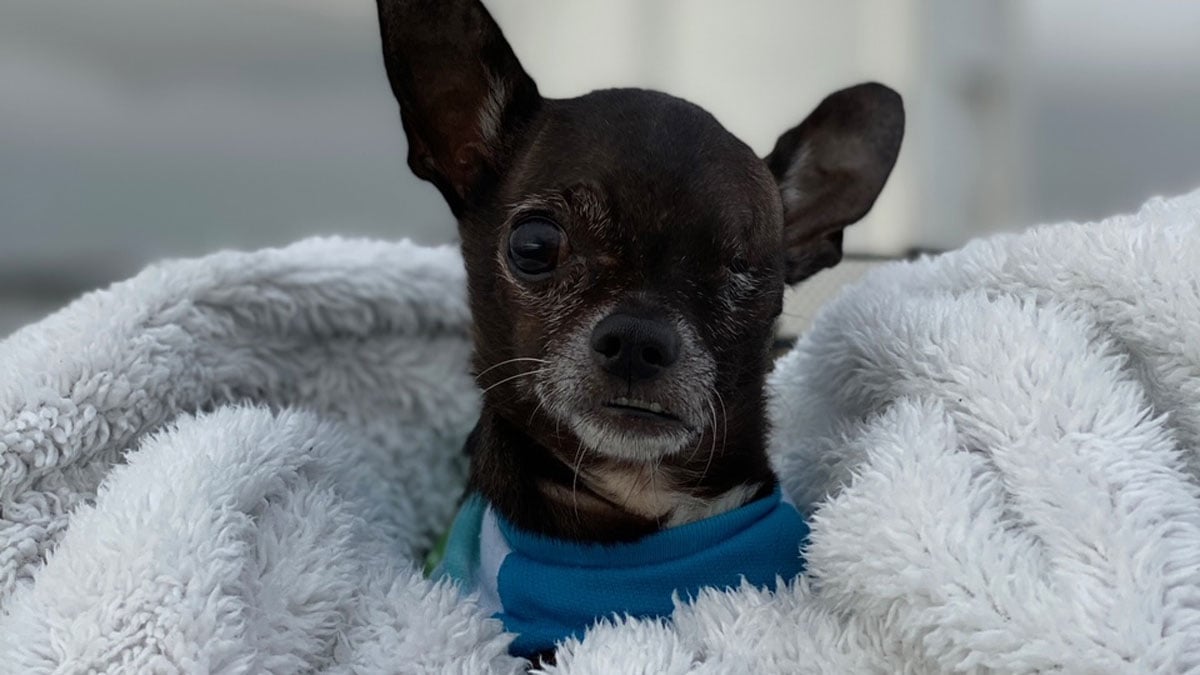 Morty the Misfit Will Prance His Way Into Your Heart | The Dog People ...