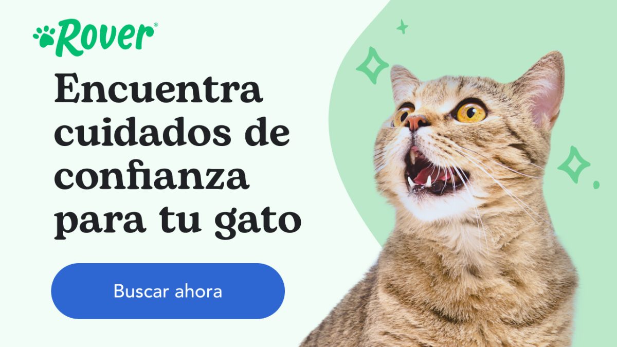 ¿por qué mi gato me da cabezazos? 4 razones y cómo reaccionar