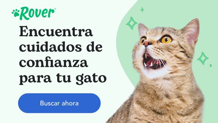 11 datos sobre la inteligencia de los gatos