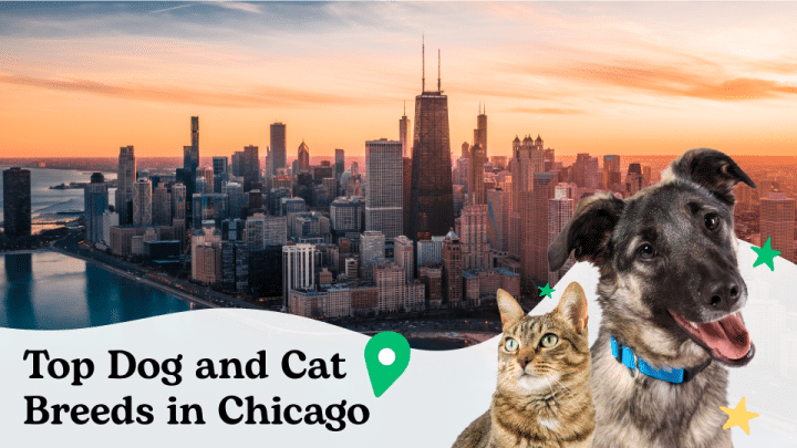 The Most Popular Cat and Dog Breeds in Chicago