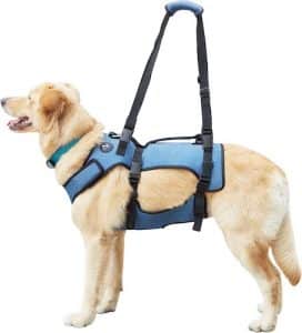 The 8 Best Harnesses for Golden Retrievers