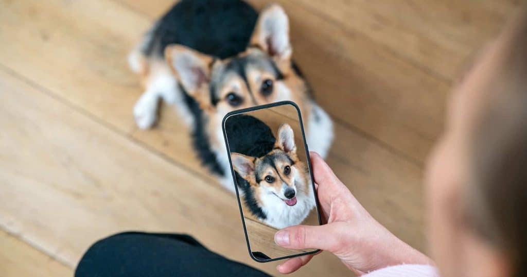 Your Dating Profile Might Need a (P)update | The Dog People by Rover.com