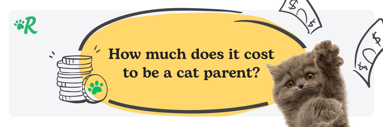 The Cost of Cat Parenthood in 2022 | Rover.com