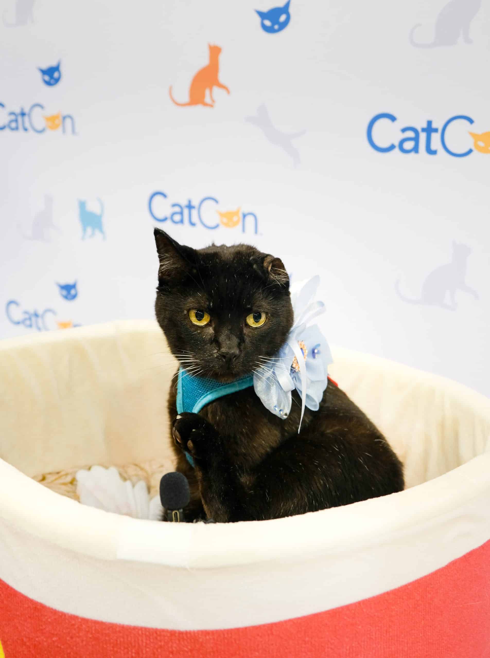 All The Major News & Highlights From CatCon 2023