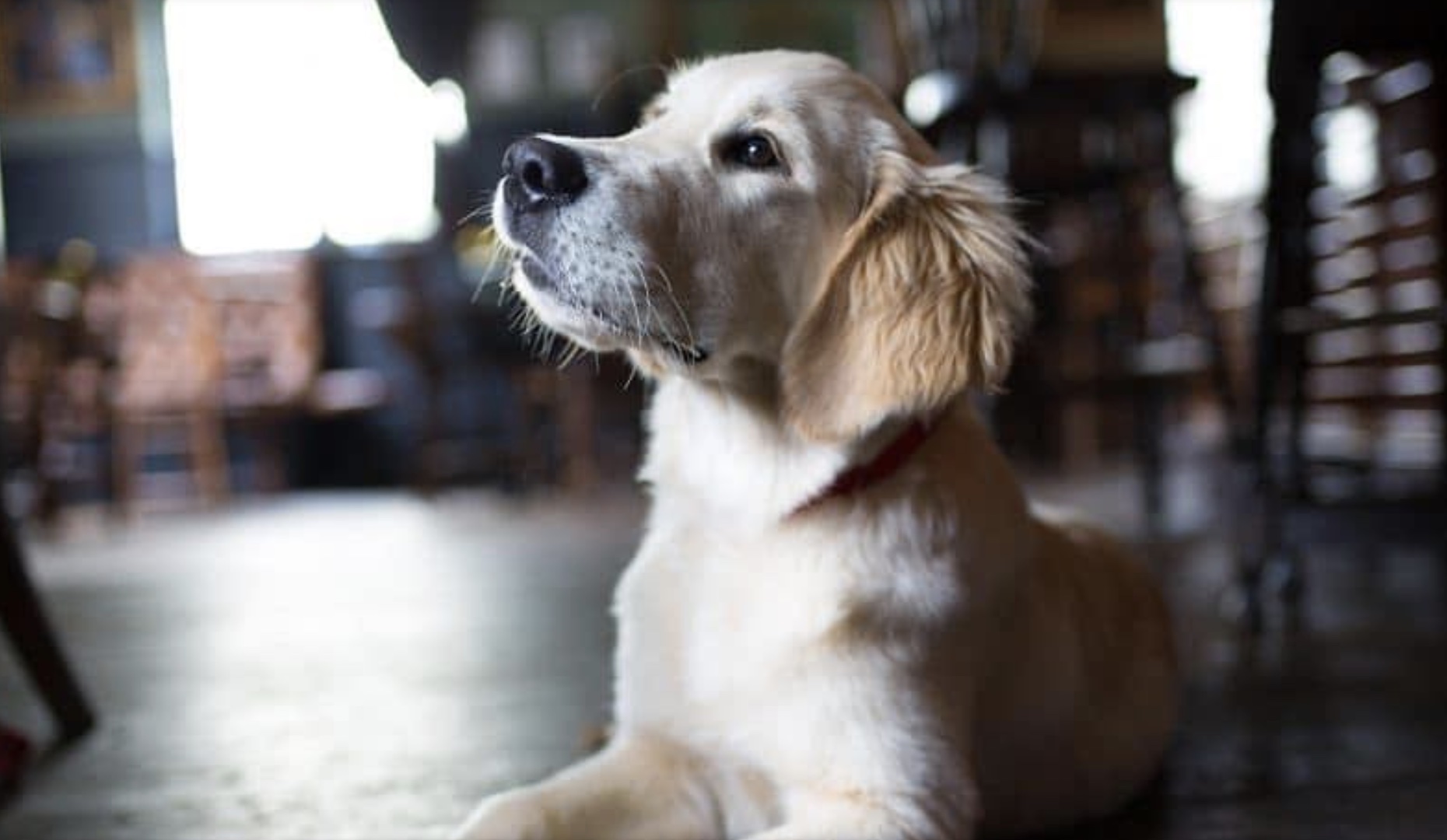 Top 8 Dog-Friendly Pubs in Nottingham