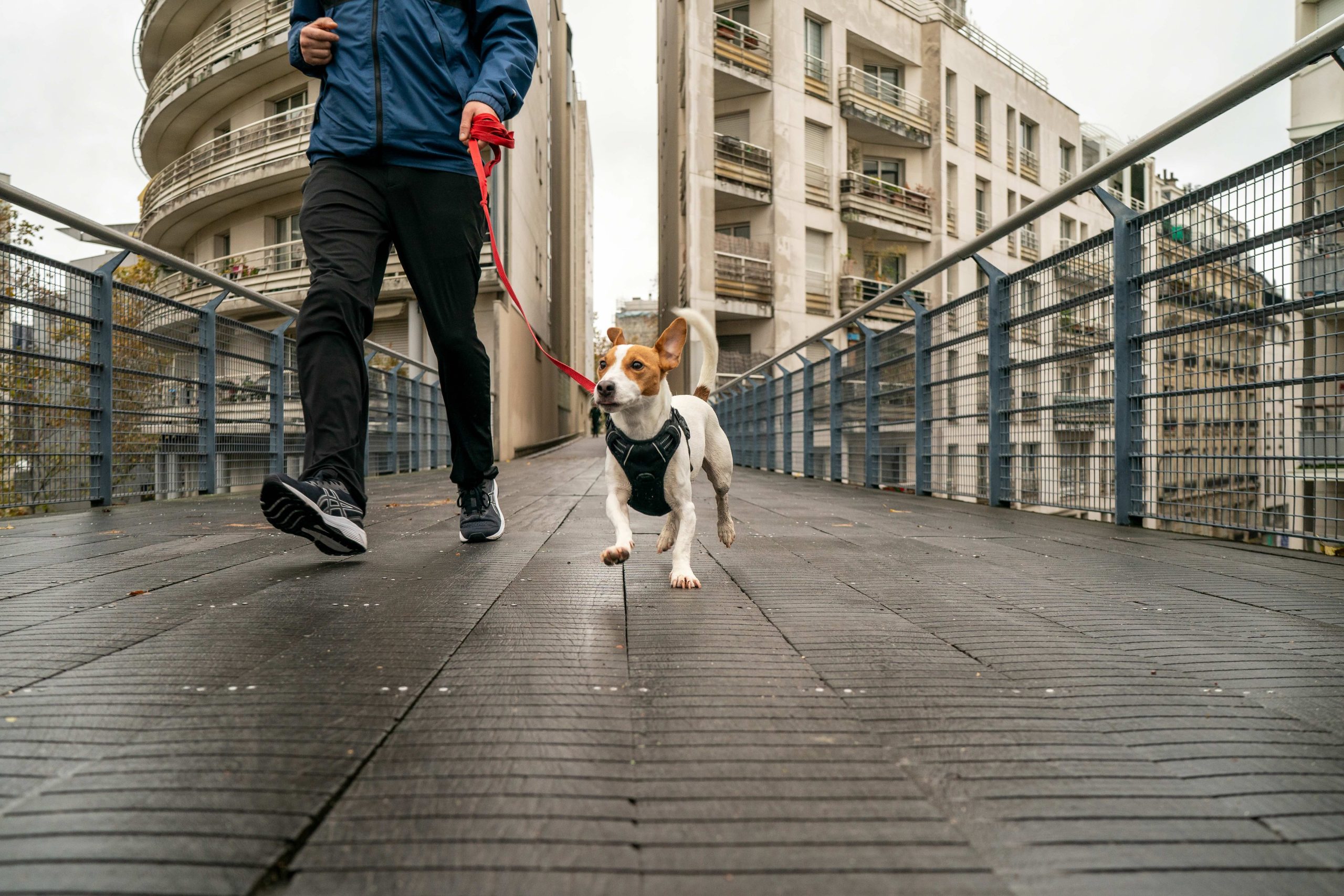 Know Before You Go: New CDC Import Requirements for Dogs Entering the U ...