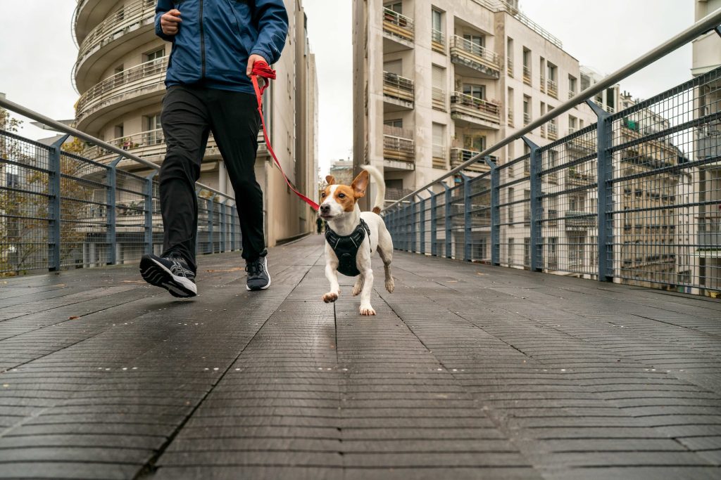Know Before You Go: New CDC Import Requirements for Dogs Entering the U ...