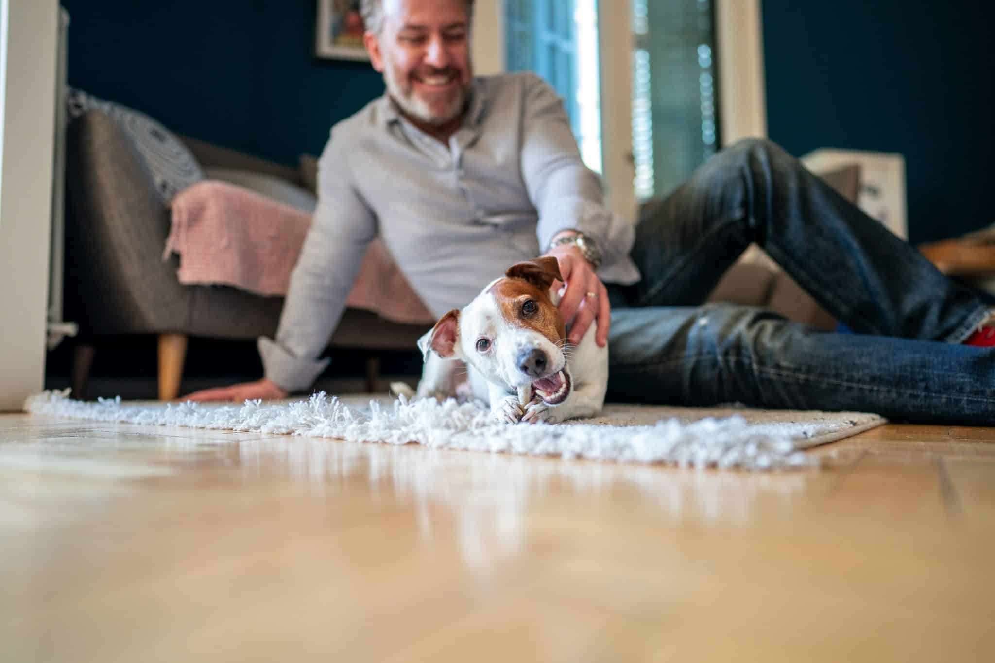 To Have and To Hold: a Pet Care Checklist for Partners | The Dog People ...