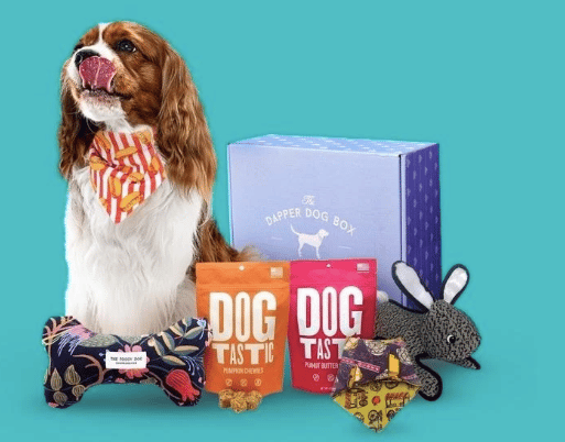 What Is The Best Monthly Dog Box