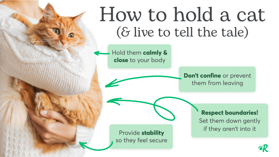 Tips on How to Pick Up a Cat Properly