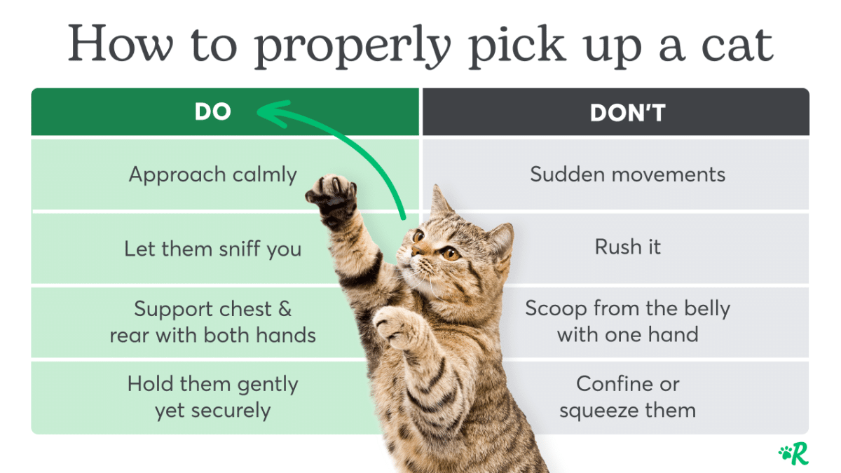 Tips on How to Pick Up a Cat Properly