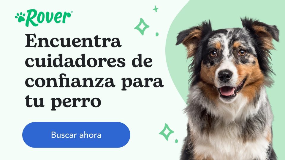 ¿Mi perro me quiere? Cómo detectar estos 12 signos de amor perruno