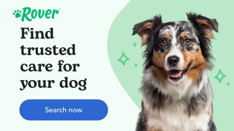 The Most Popular 250 Boy Dog Names Updated