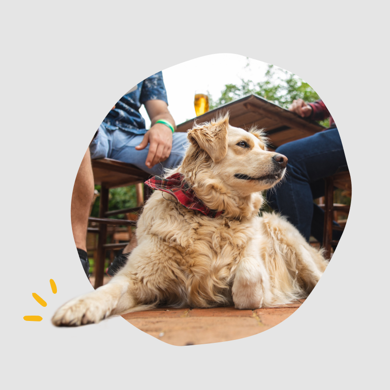 9 Dog-Friendly Pubs in Yorkshire