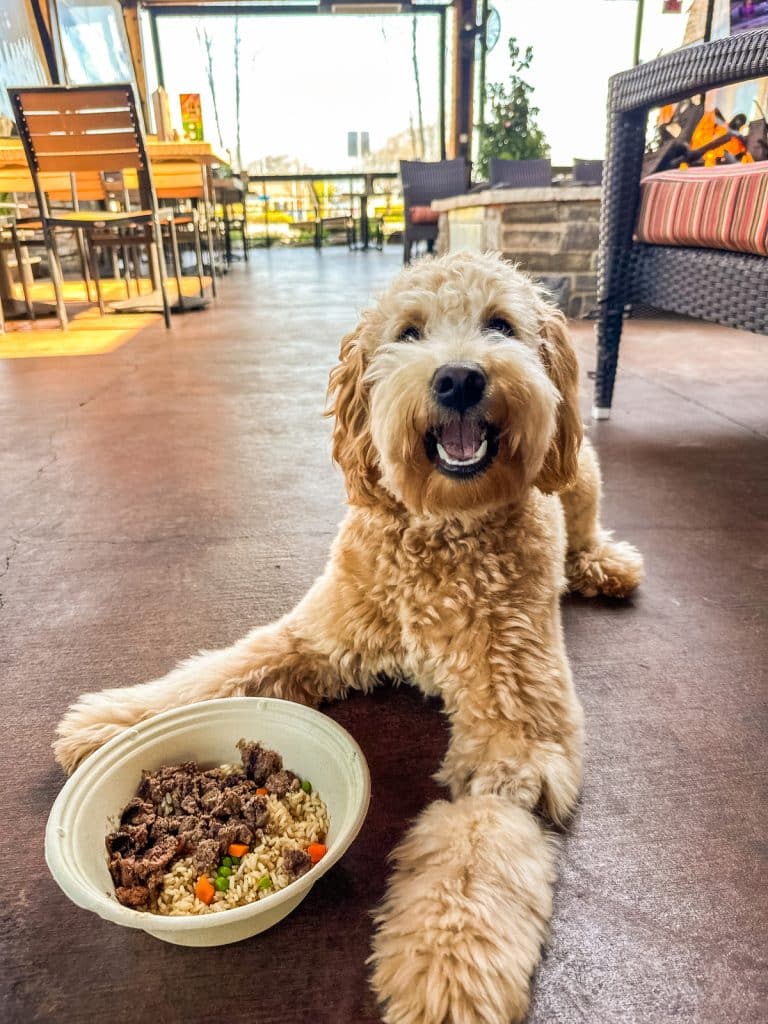 10 Dog-Friendly Places to Eat in San Diego