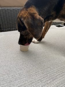 The 7 Best Dog Ice Cream Brands So Your Pup Can Join the Party