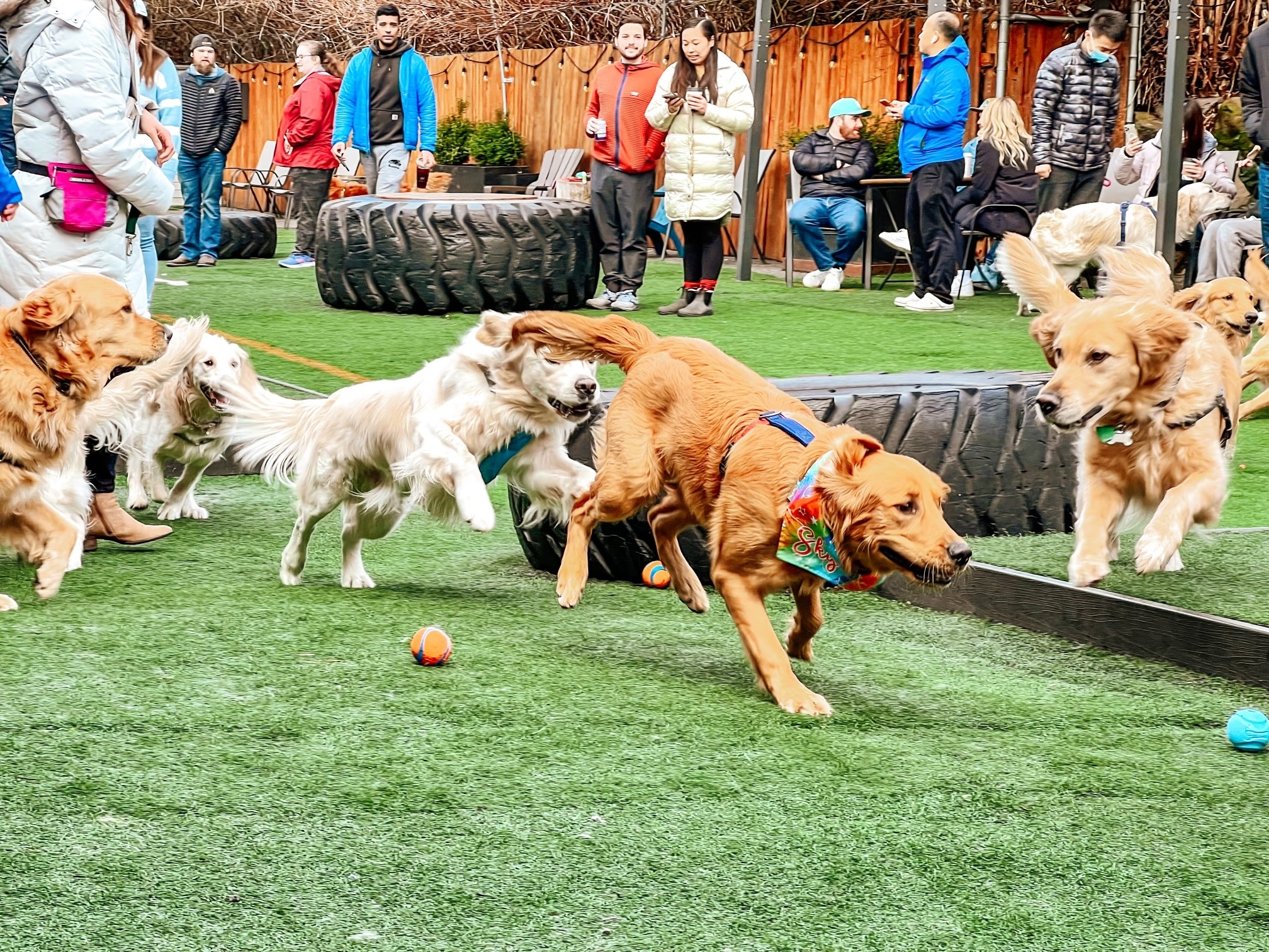 Best 10 Dog-Friendly Restaurants & Bars Around Seattle, Wa | The Dog ...