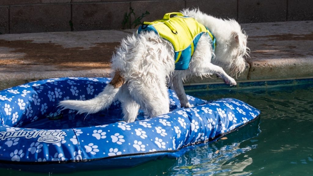 Testing a Dog Pool Float: Does the SwimWays Raft for Pups Hold Up?