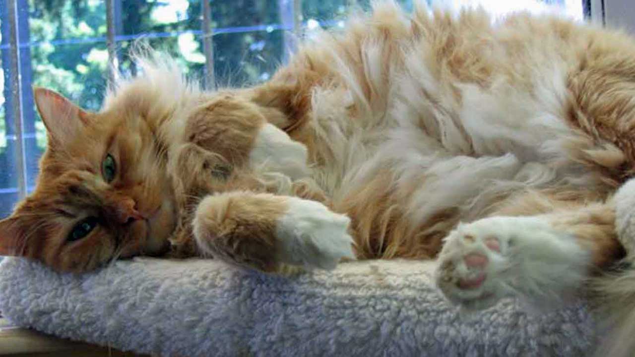 What Makes a Cat Cuddly? Experts Answer
