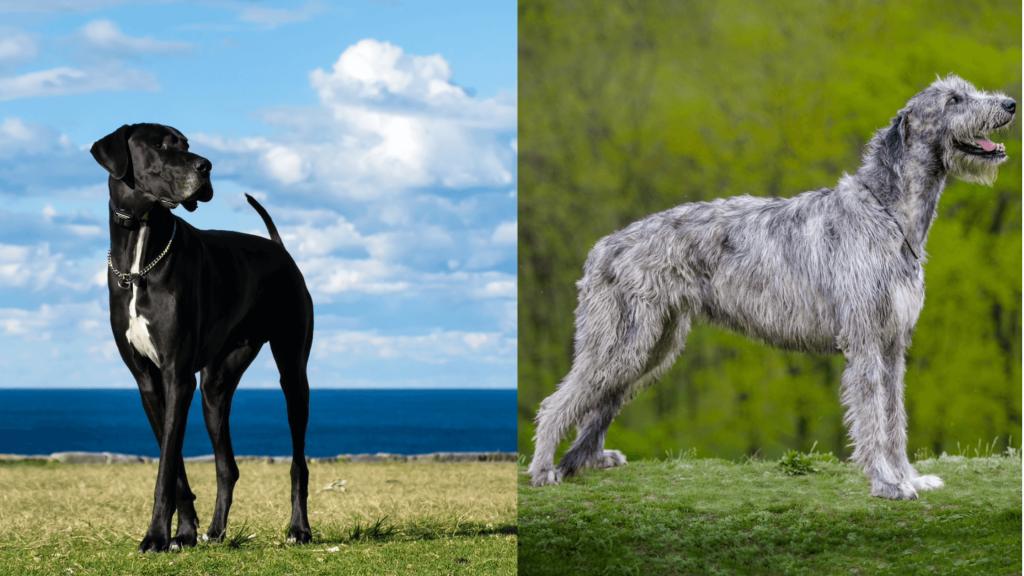Great Dane vs Irish Wolfhound: Two Giant Dogs, Compared
