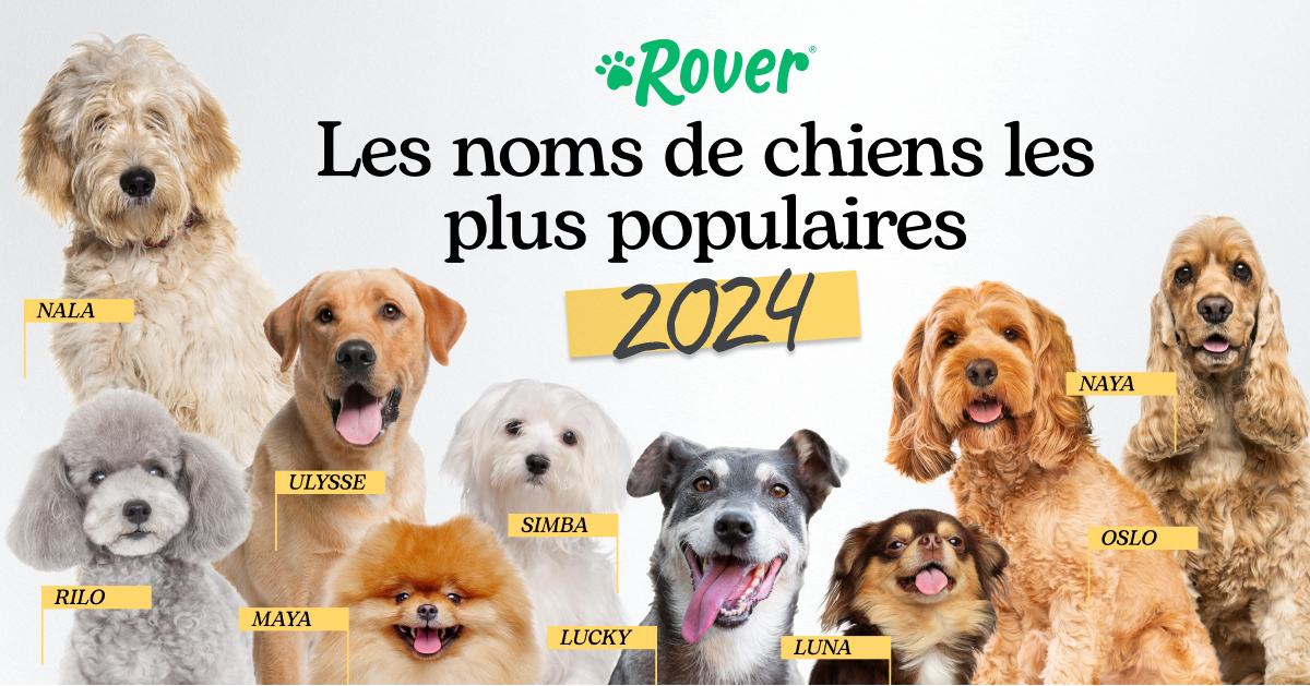 Noms De Chiens Célèbres Prénoms De Chiens 2024 : 100 Idées De Noms