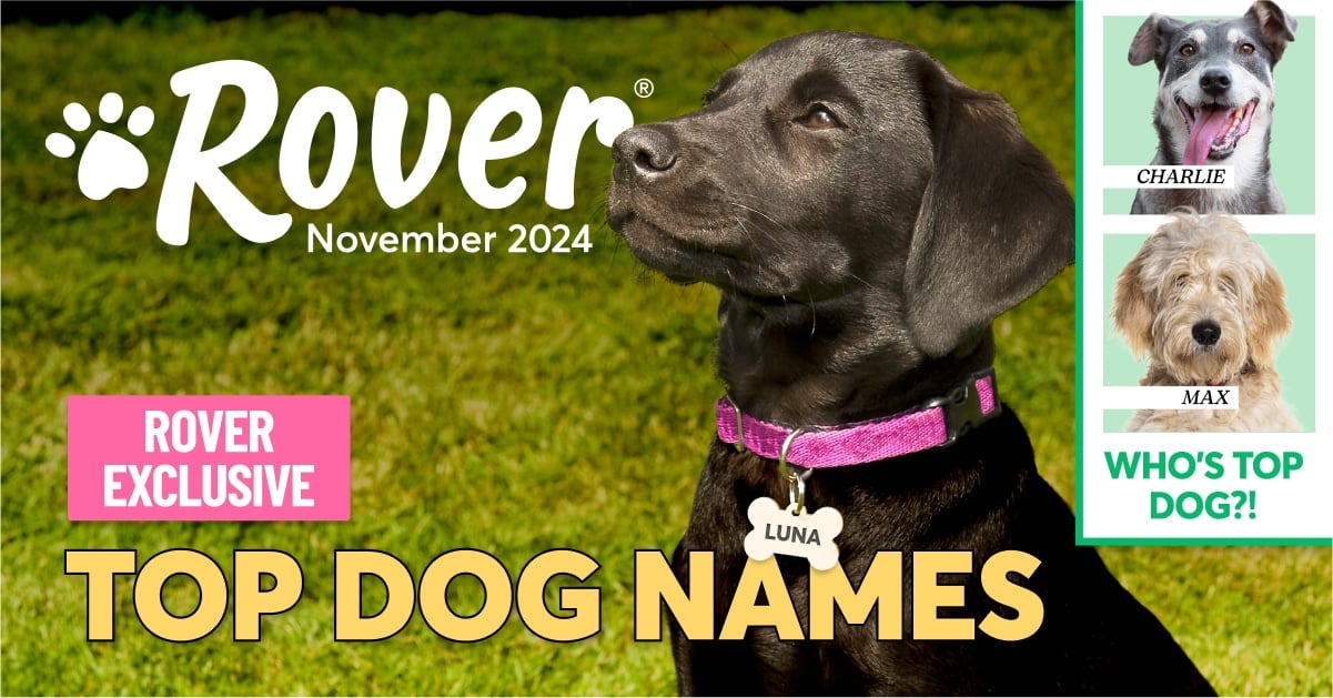 Most Popular Dog Names in the USA