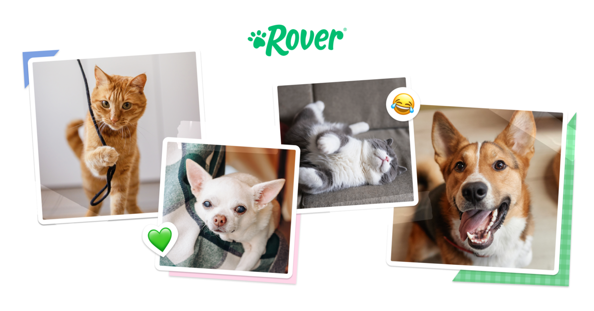 Top Trending Pet Names in Canada
