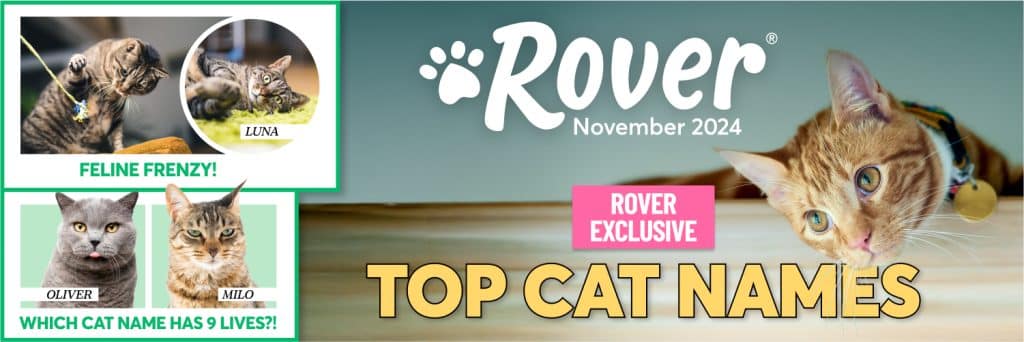 Most Popular Cat Names in the USA