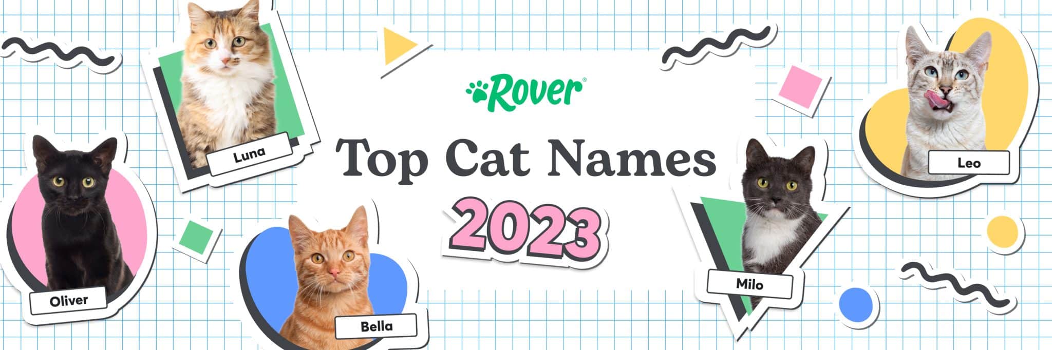 Most Popular Cat Names in the USA