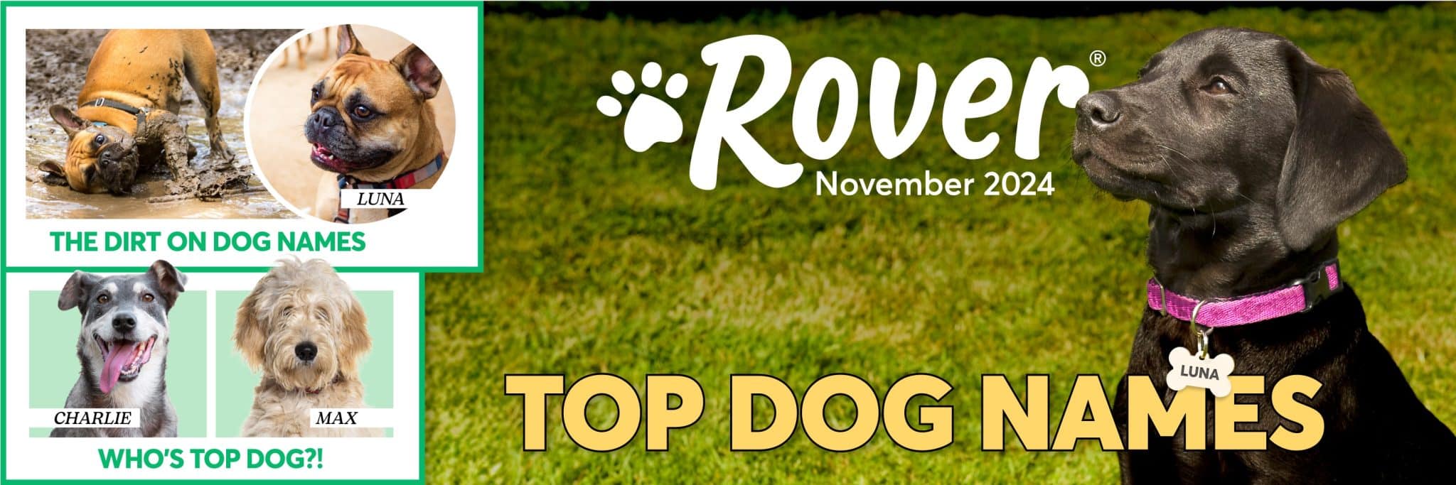 Most Popular Dog Names in the USA